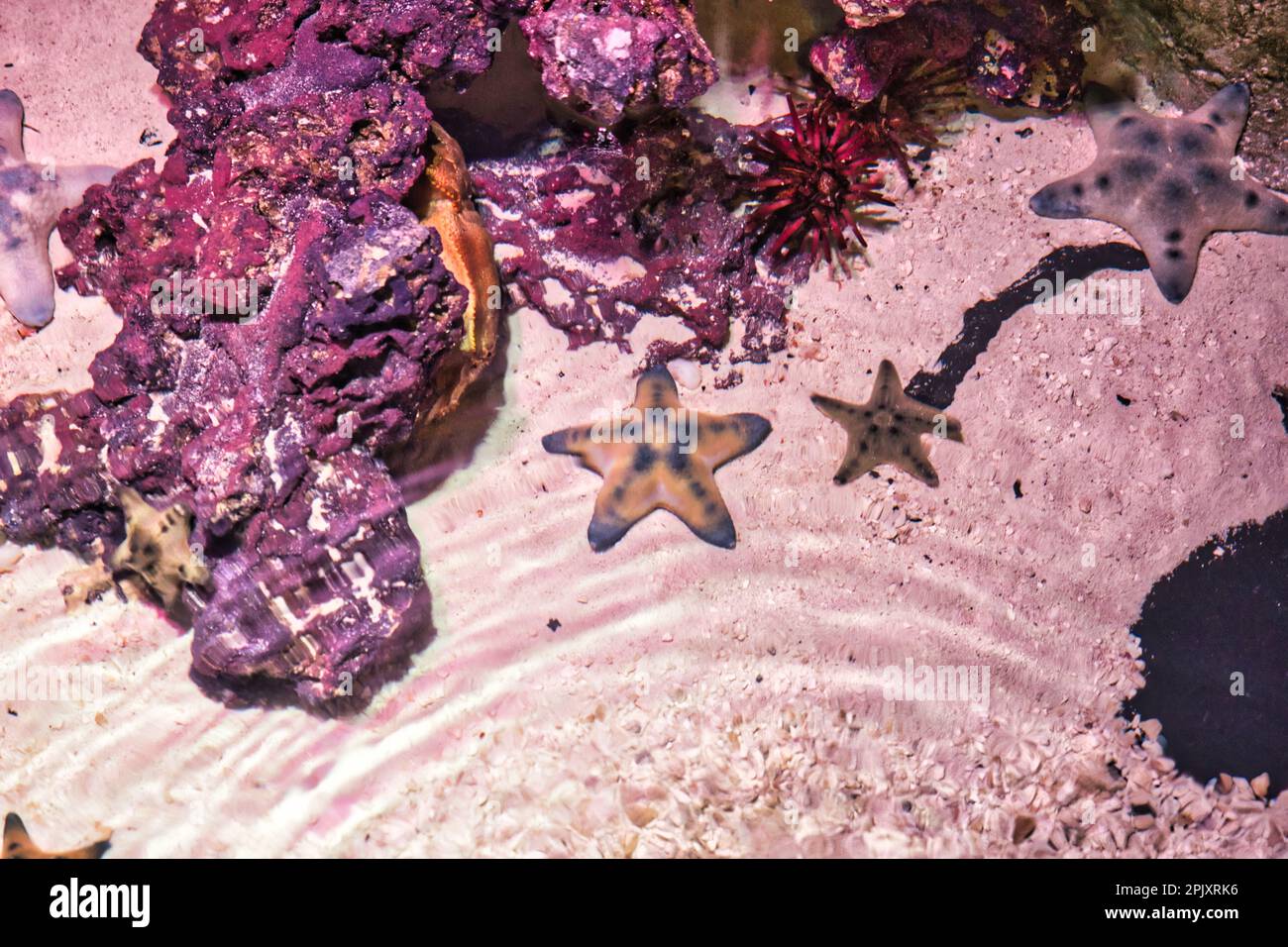 Protoreaster species hi-res stock photography and images - Alamy