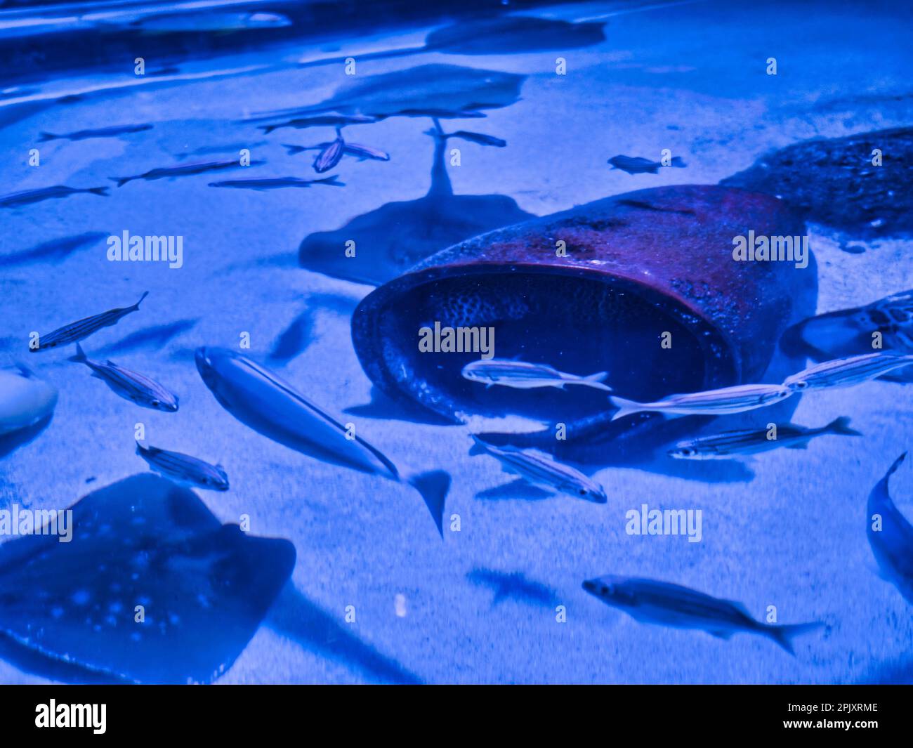 Black Ghost Fish Male And Female