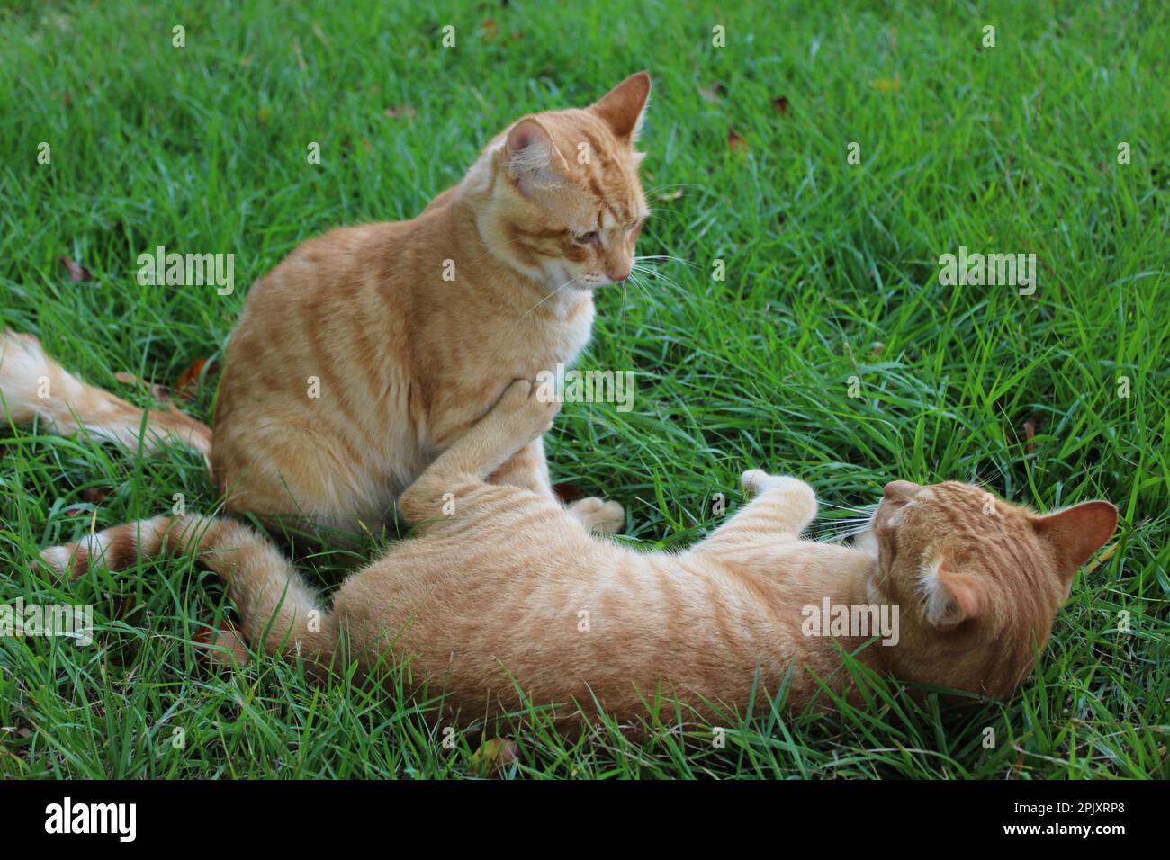 Ginger cats playing on the grass Stock Photo - Alamy