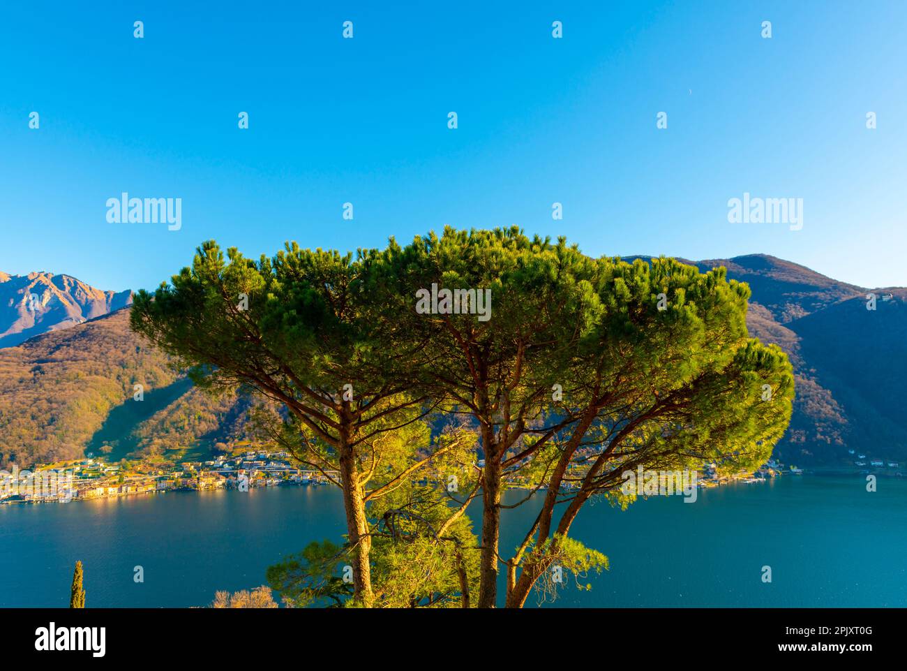Umbrella Pine Tree and Lake Lugano with Mountain in a Sunny Day in Vico ...