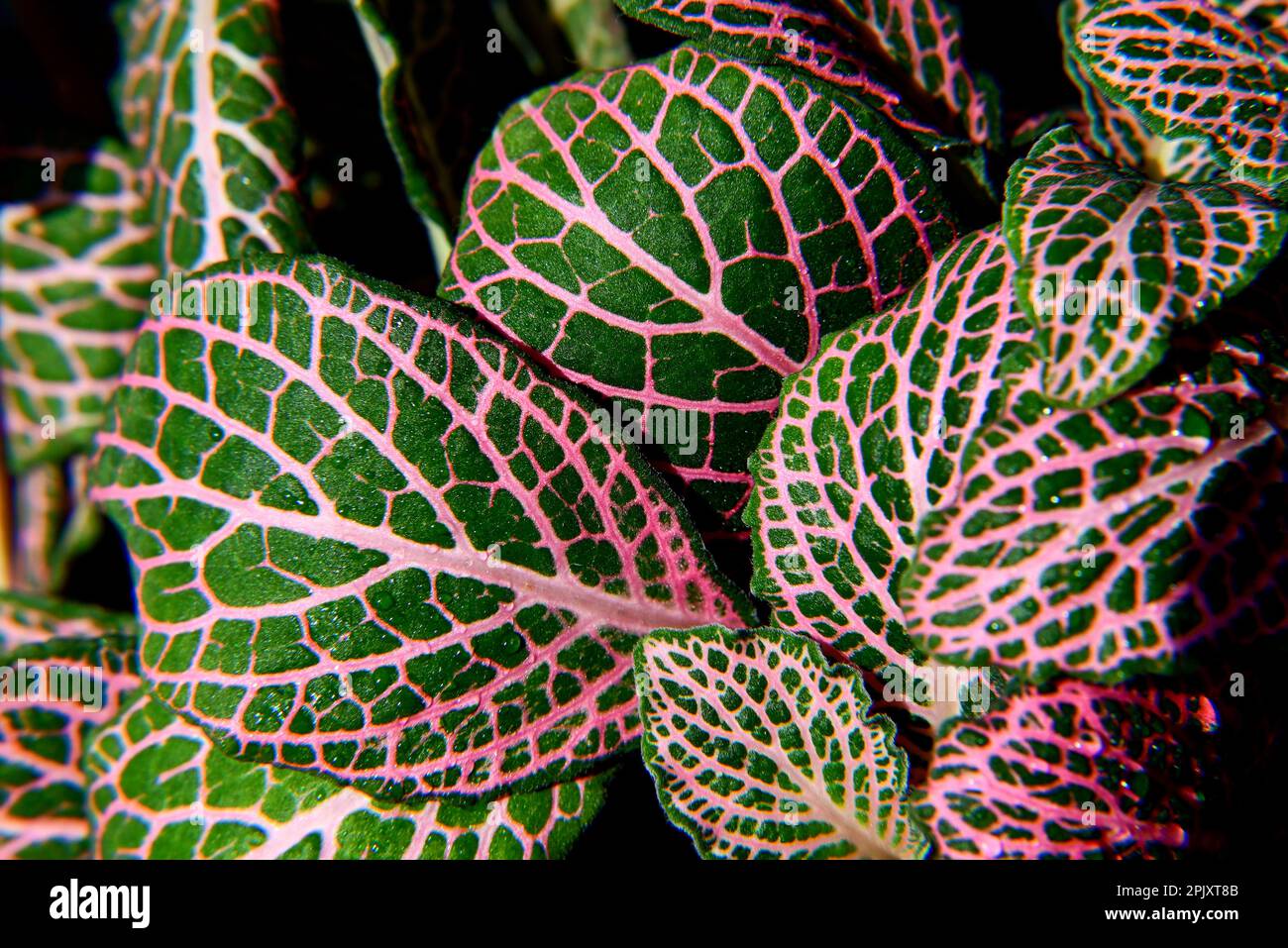 leaves of silver nerve plant or Fittonia albivenis grown in the pot as ...
