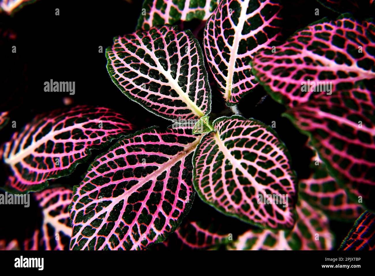 Nerve plant hi-res stock photography and images - Alamy