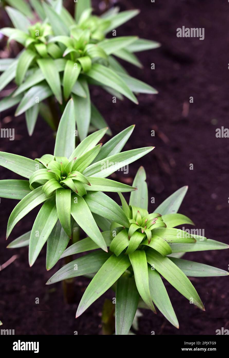 Photo of green leaves of lily, young shoots. Green grass texture Stock ...