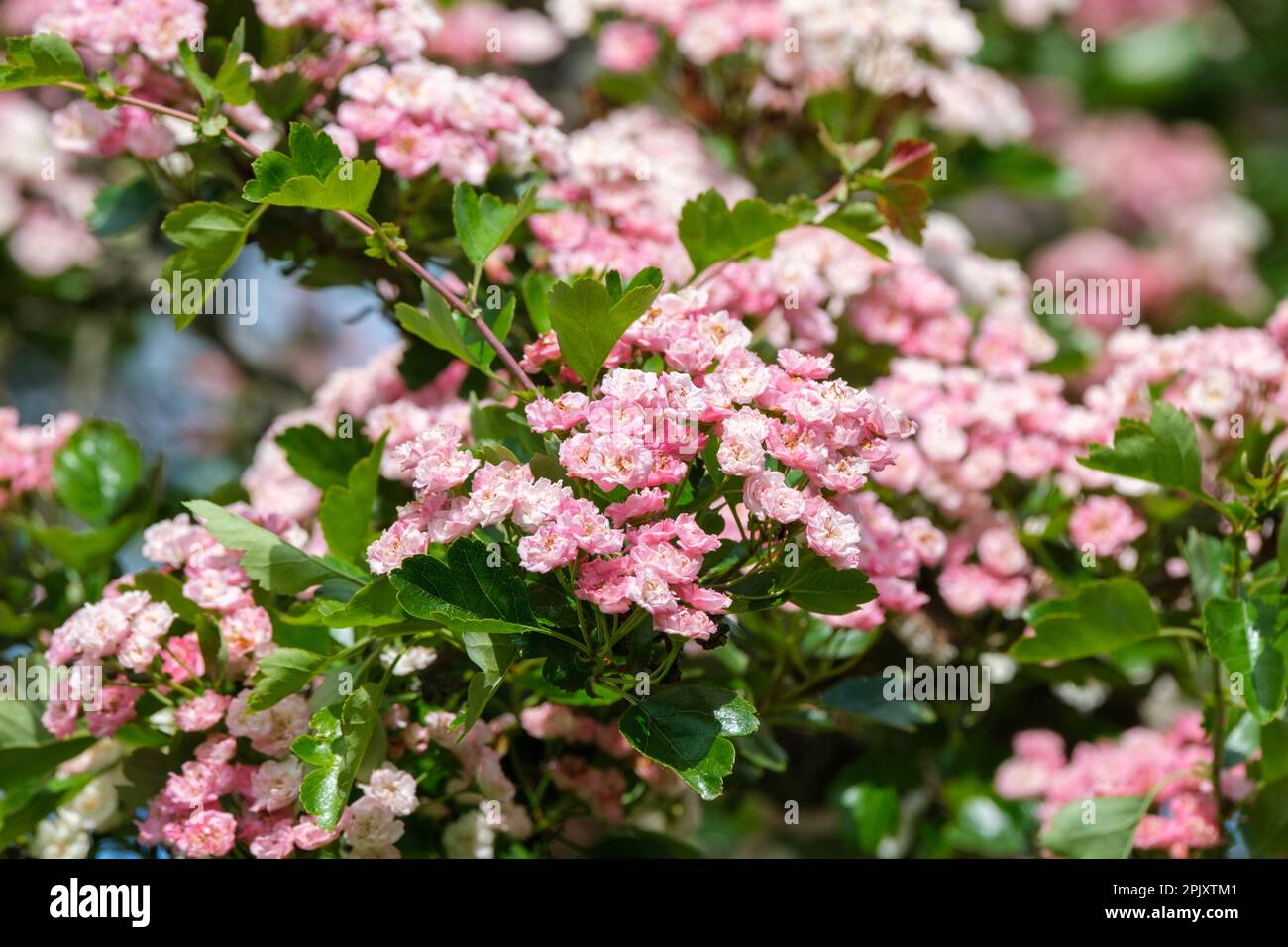 Crataegus laevigata Rosea Flore Pleno, double pink hawthorn, thorny ...