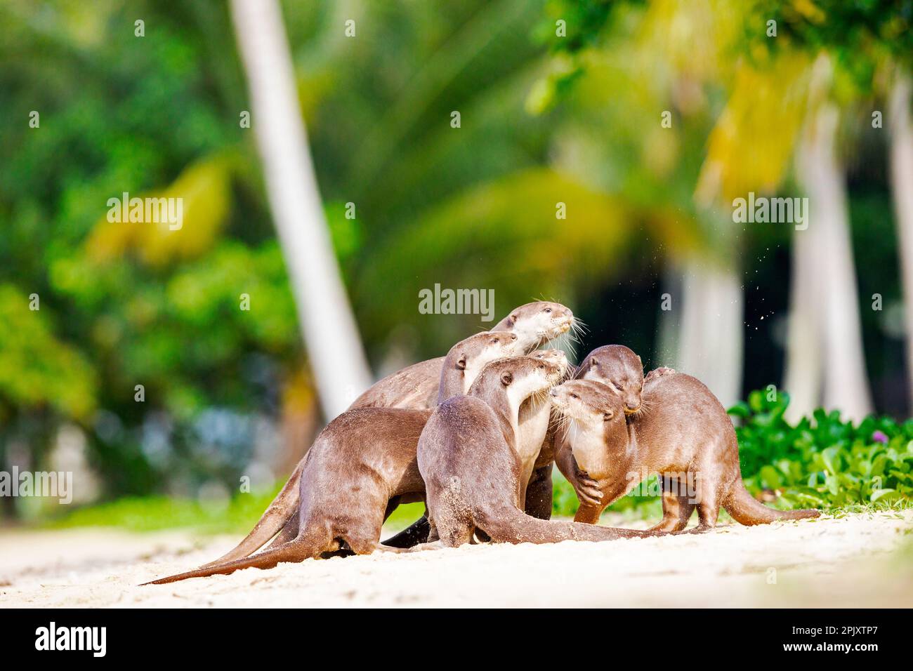 Smooth coated otter family play on beach after waking up from a nap ...