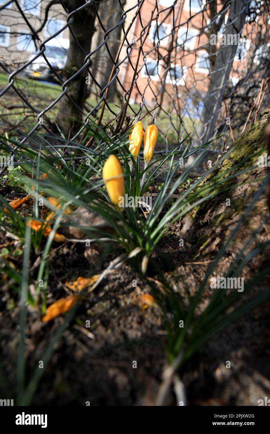 Copenhagen /Denmark/04 April 2023/Spring weather crocus yellow flowers ...