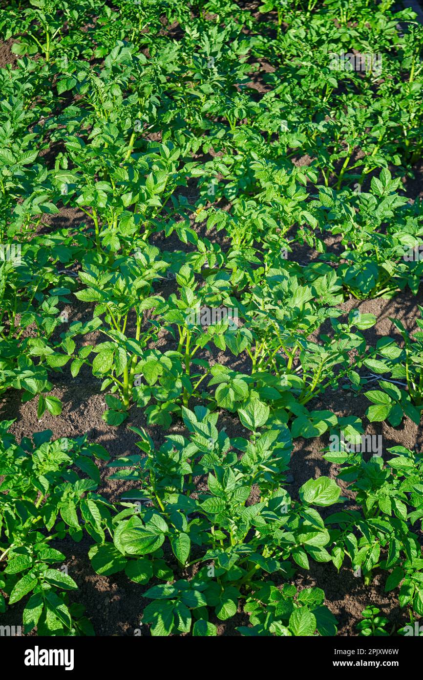 Potato field with green potato shoots. Young potato plant in the field ...
