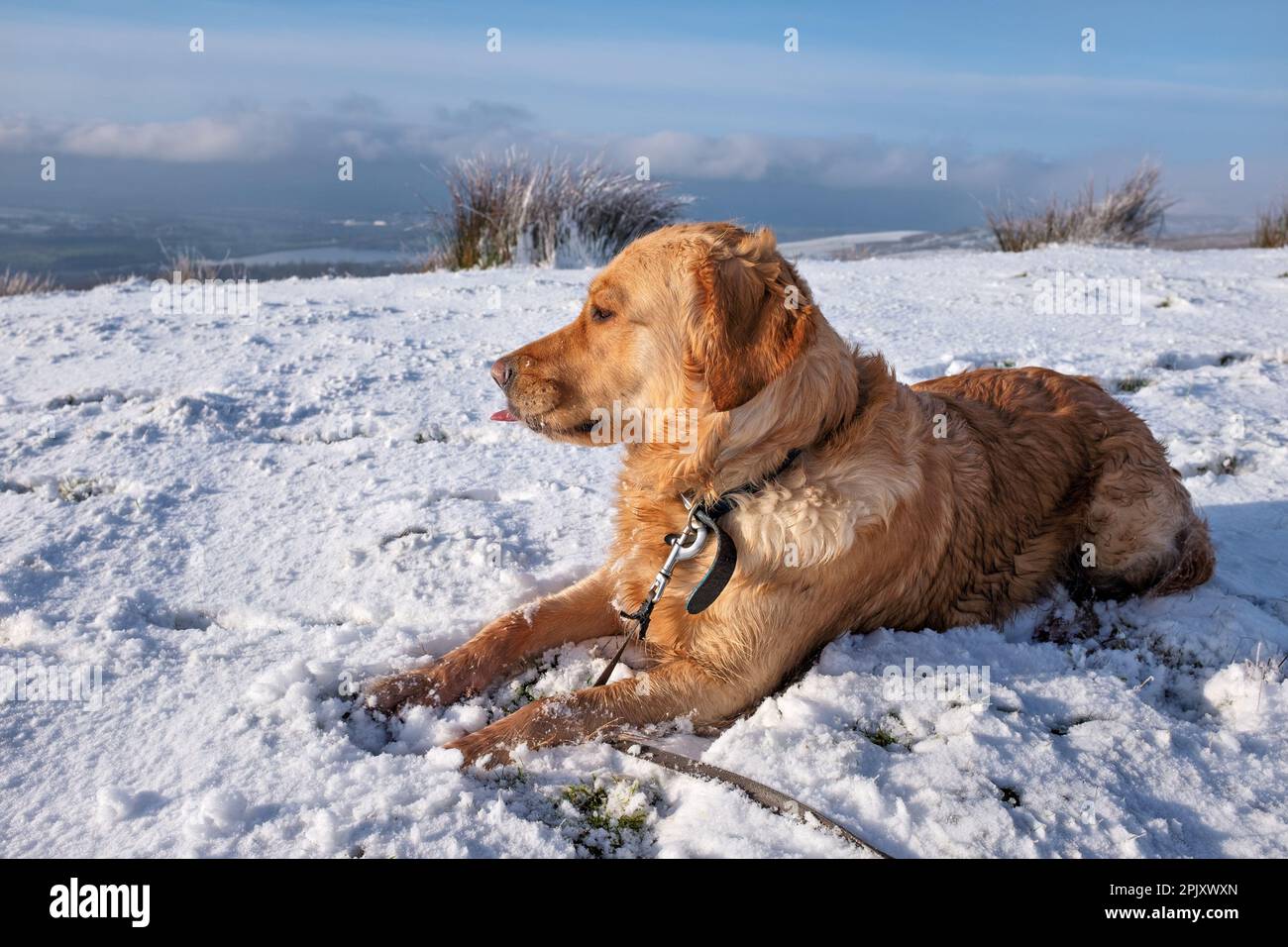 A golden retriever in a winter wonderland of snow, playing cheerfully ...