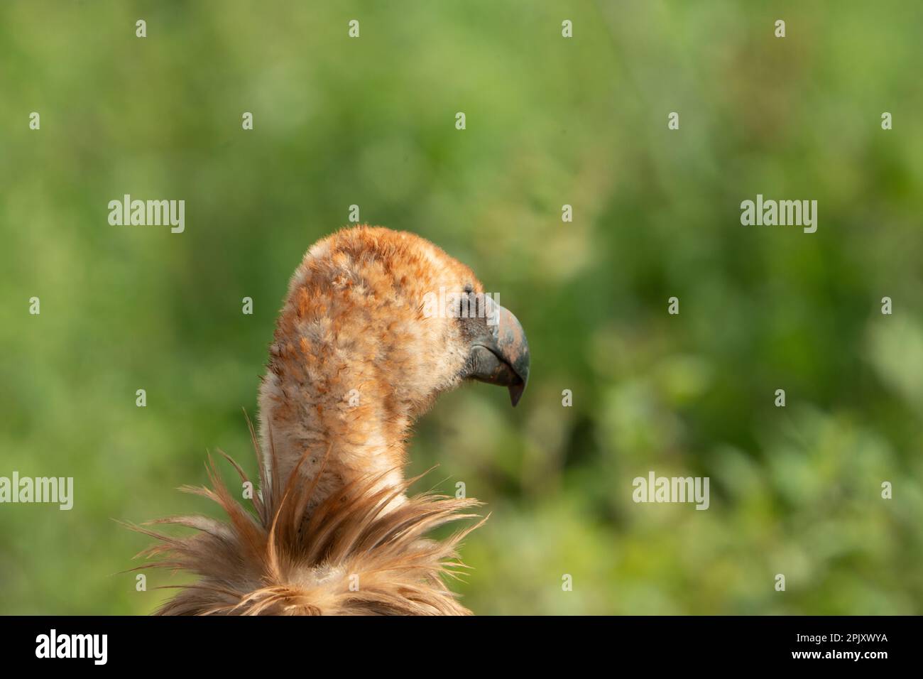 Regal profile hi-res stock photography and images - Alamy