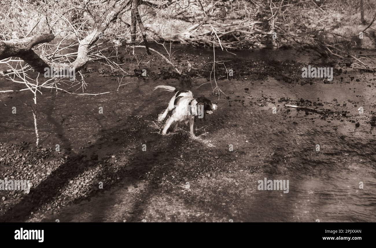 English springer spaniel Turning in River Stock Photo - Alamy