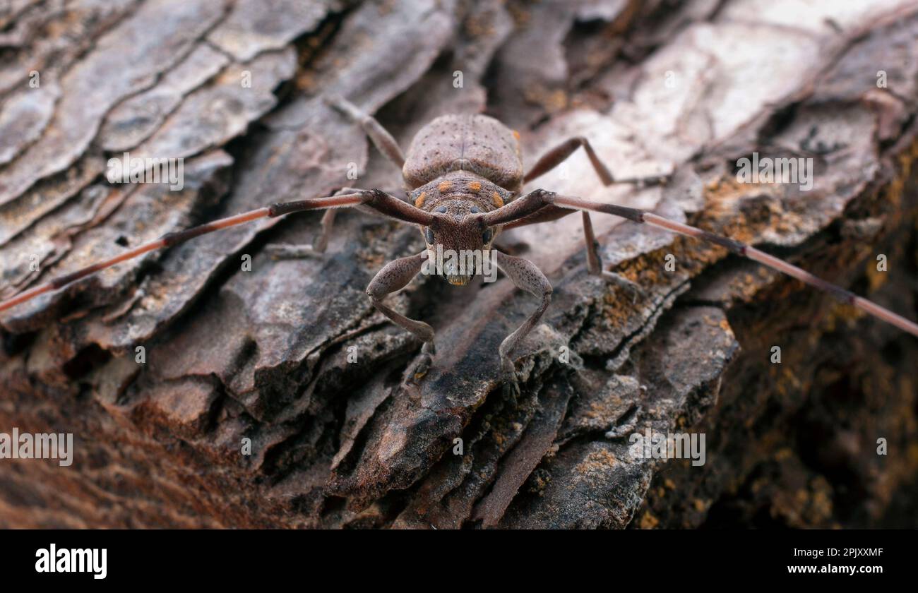 The gray long-horned barbel (lat. Acanthocinus aedilis) is a beetle ...