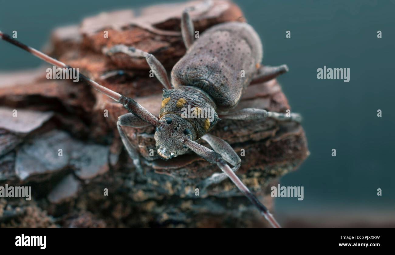 The gray long-horned barbel (lat. Acanthocinus aedilis) is a beetle ...