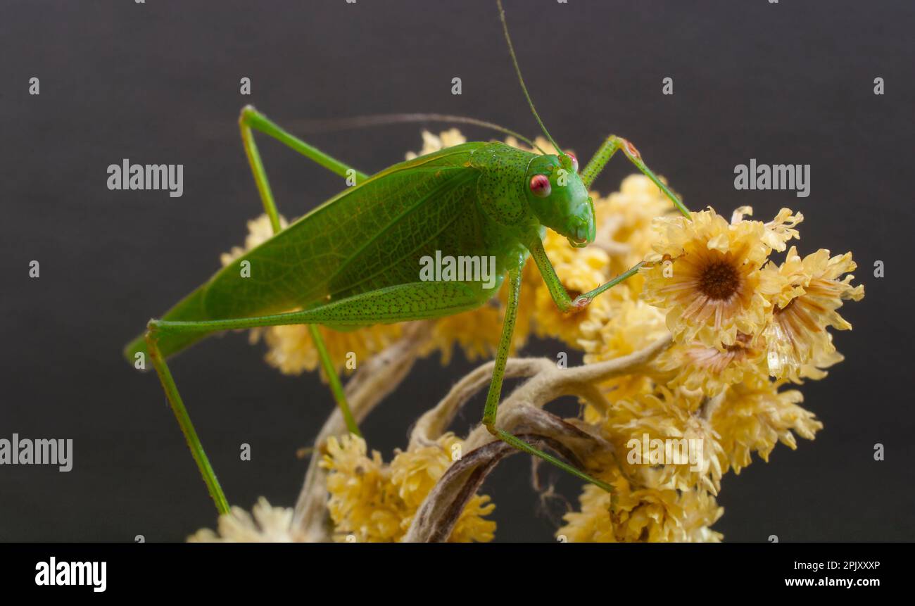 The common plate-wing (lat. Phaneroptera falcata) is a species of ...
