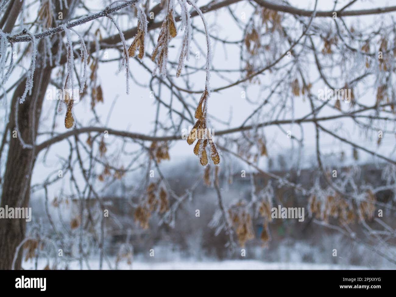 Maple seeds on a branch covered with frost against the background of ...