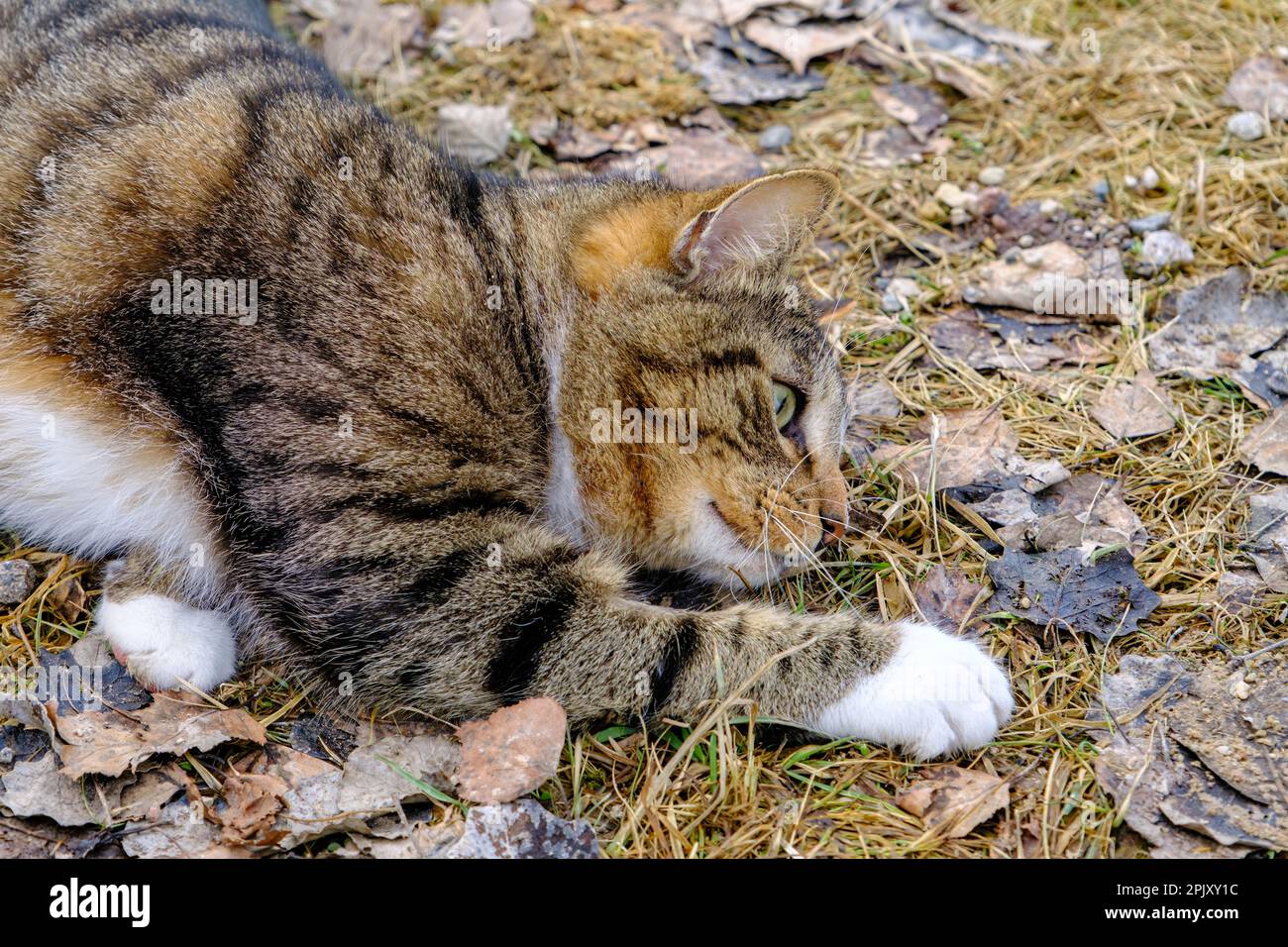 Country cat hi-res stock photography and images - Alamy