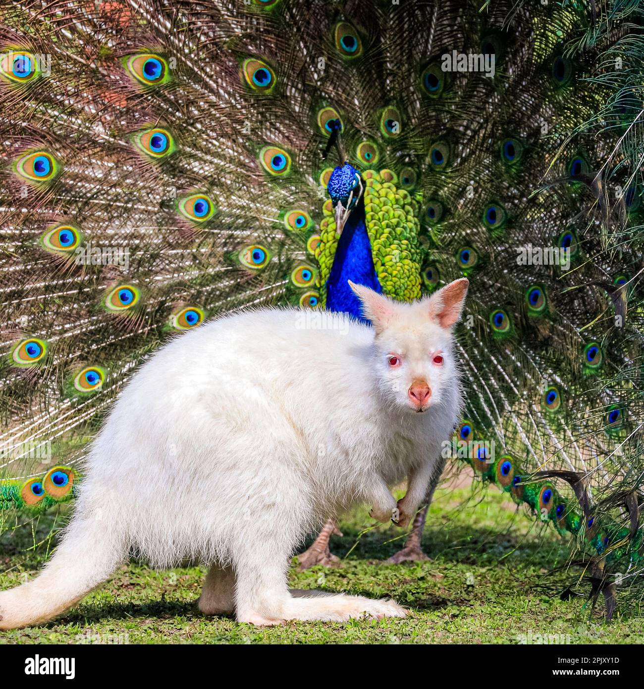 Peacock court hi-res stock photography and images - Alamy