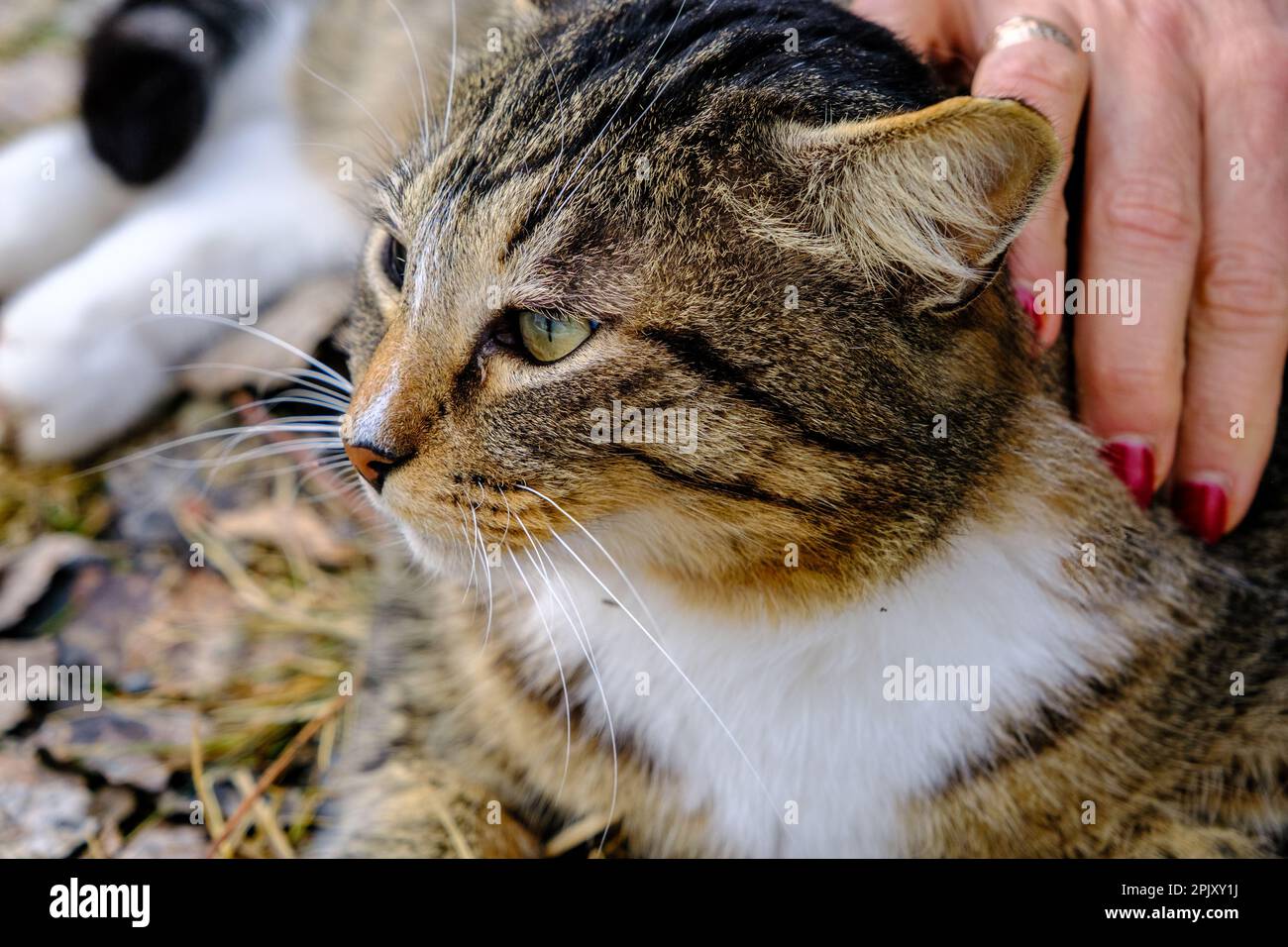 Country cat hi-res stock photography and images - Alamy
