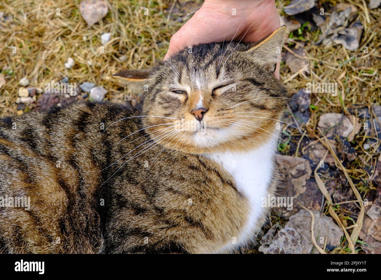 Country cat hi-res stock photography and images - Alamy