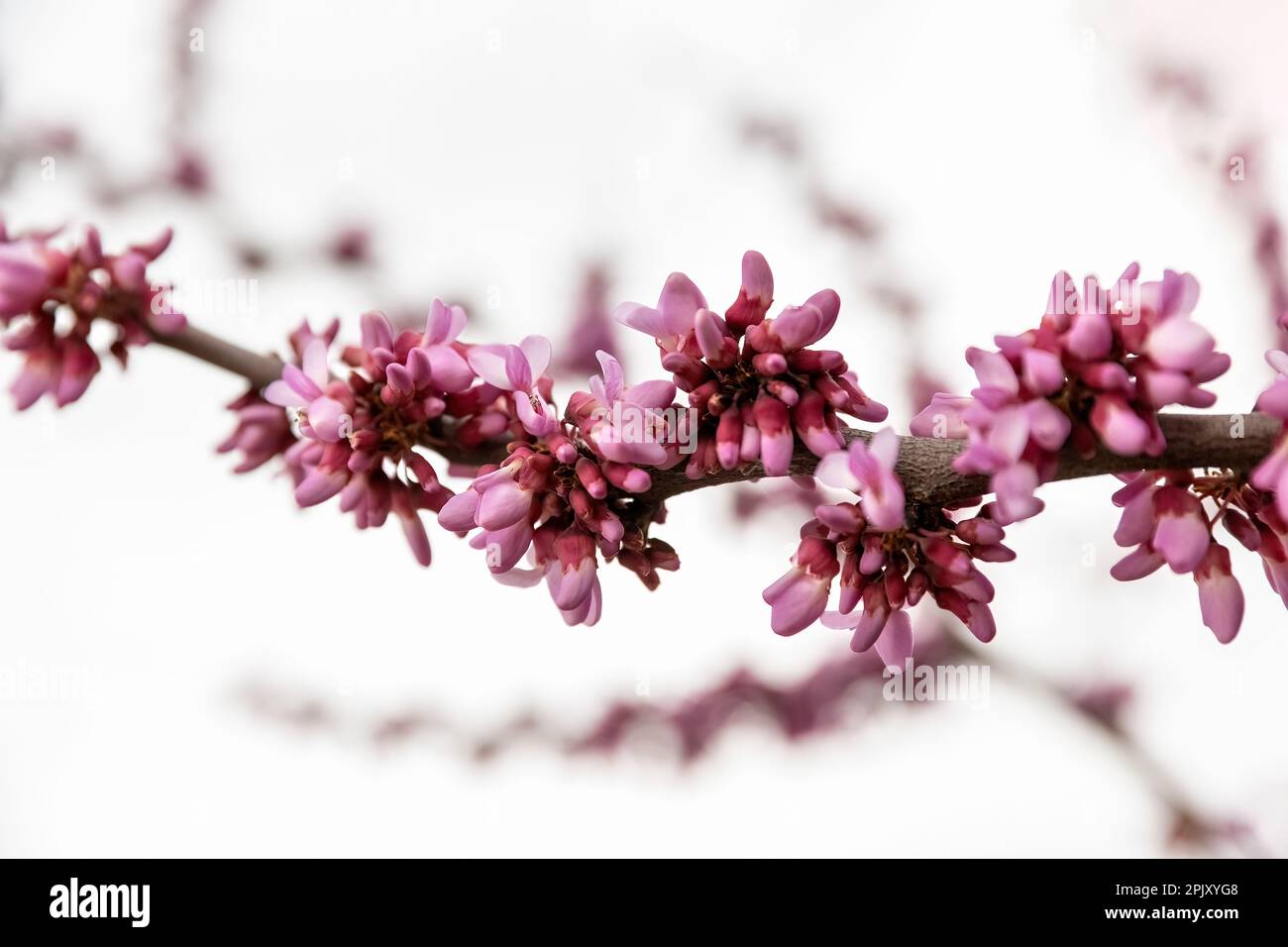 Red buds of Cercis siliquastrum or Judas tree pink flowers on white sky ...