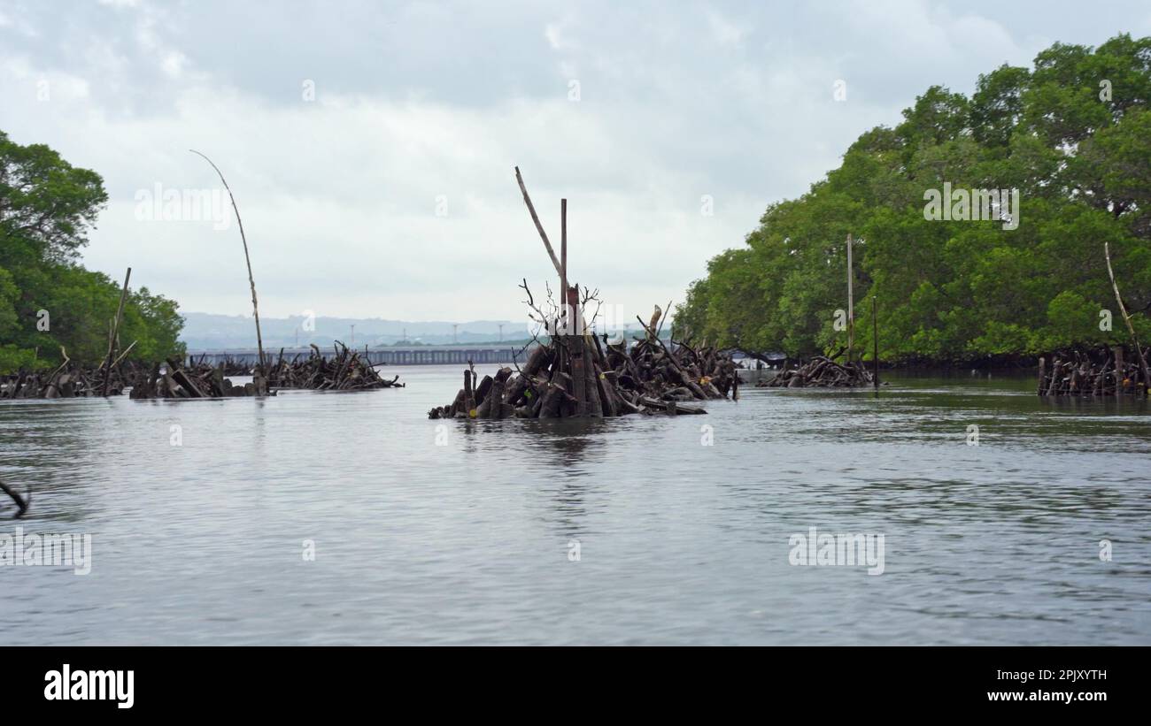 flooded trees in the bay, taken from a drone in 4k format during the ...
