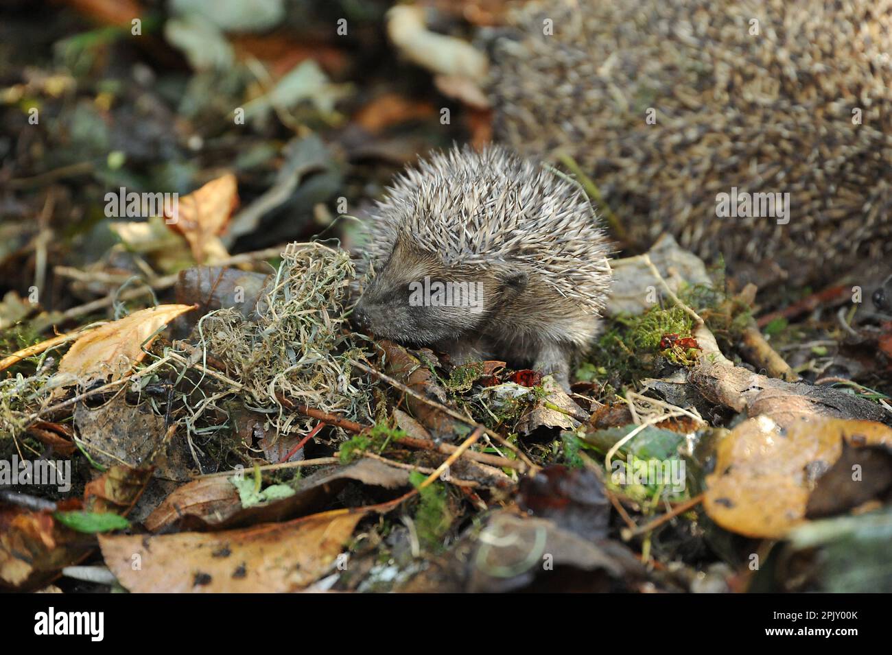 Baby hedgehog leaves hi-res stock photography and images - Alamy