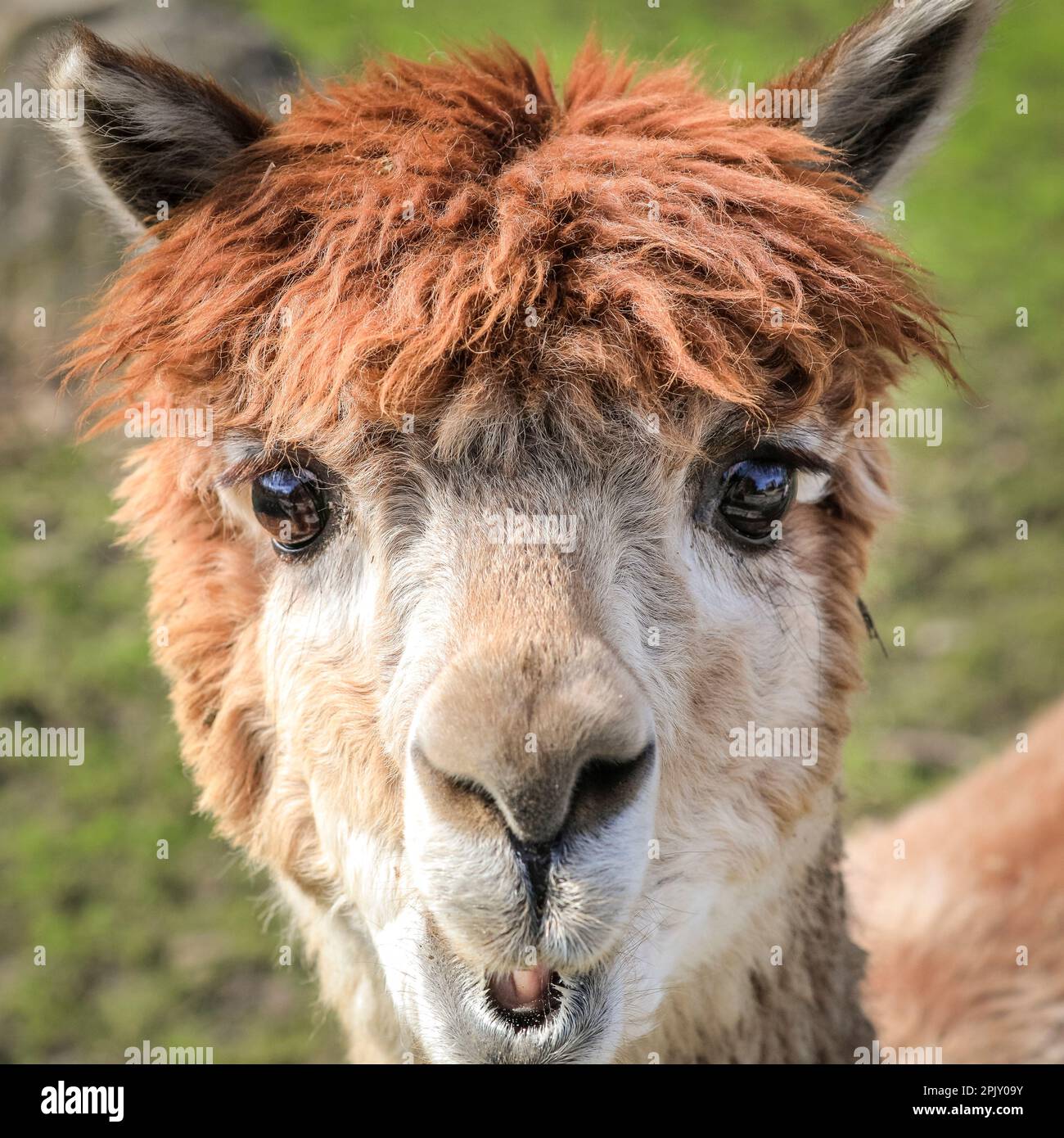 Reken, NRW, Germany. 04th Apr, 2023. A curious alpaca sports a cute ...