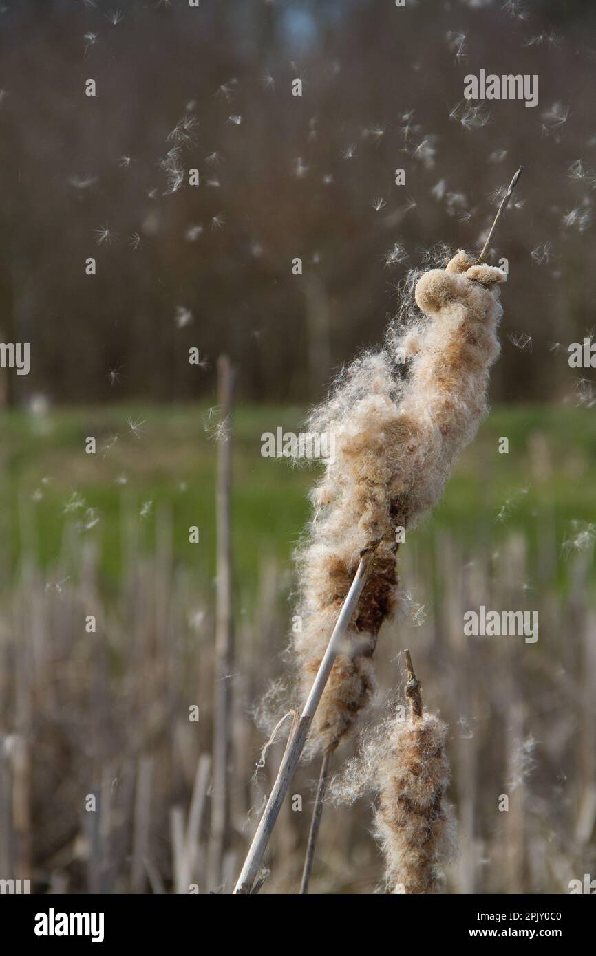 Ripe spike of Common Bulrush, releasing fluffy achenes Stock Photo - Alamy