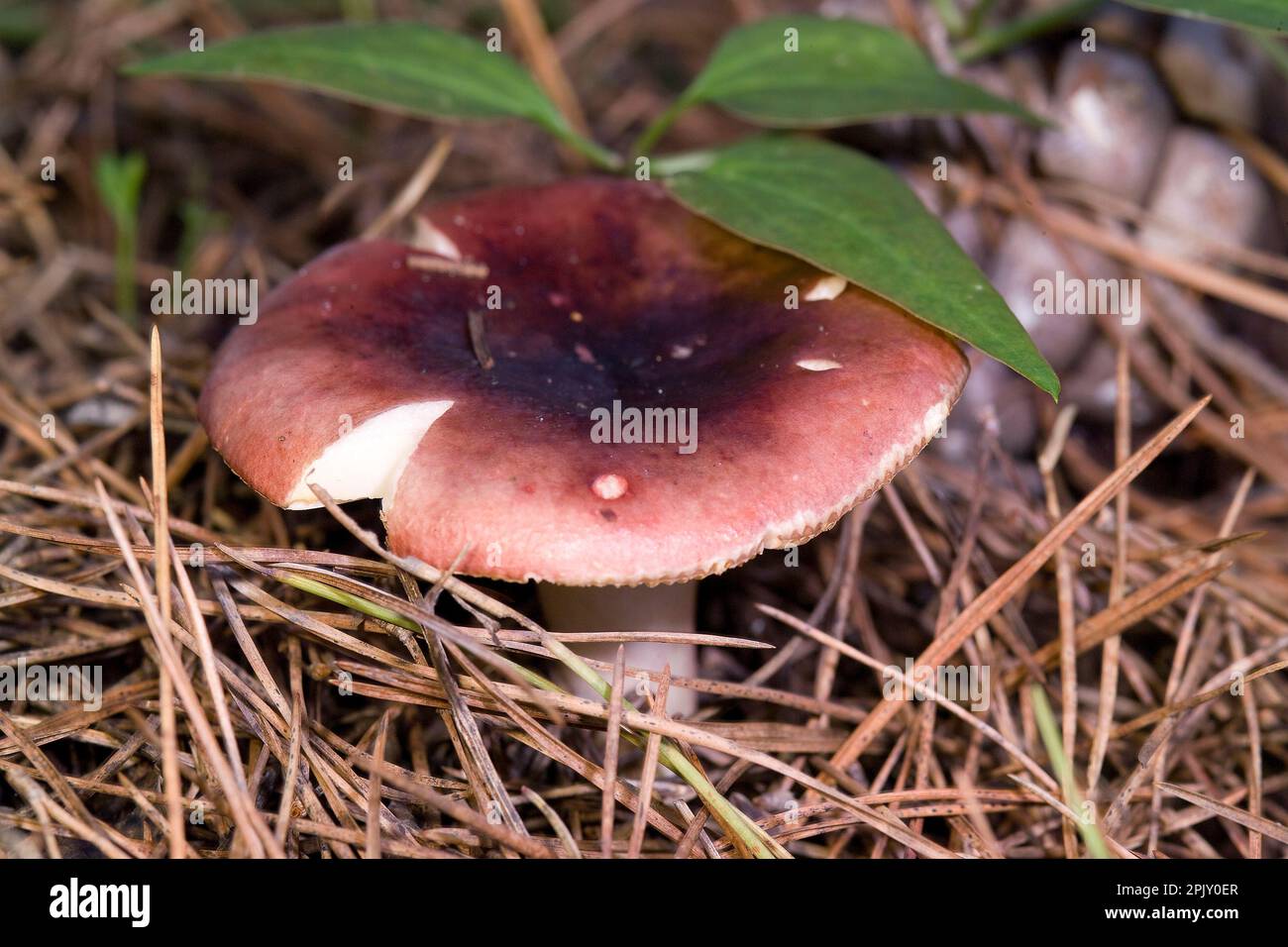 Russula sp. Le russule sono funghi omogenei lamellati, simili ai ...