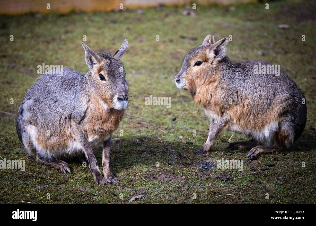 Patagonian Maras at the Safari Park Stock Photo - Alamy