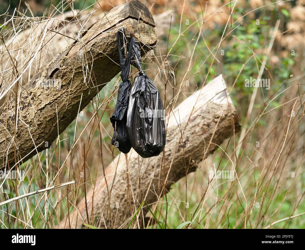 An untidy scene of discarded plastic dogs poo bags and faecal waste in ...