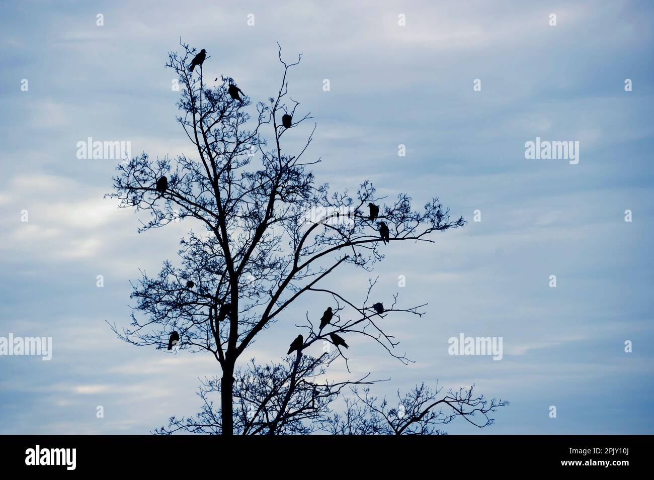 winter tree and crows standing on branches Stock Photo - Alamy