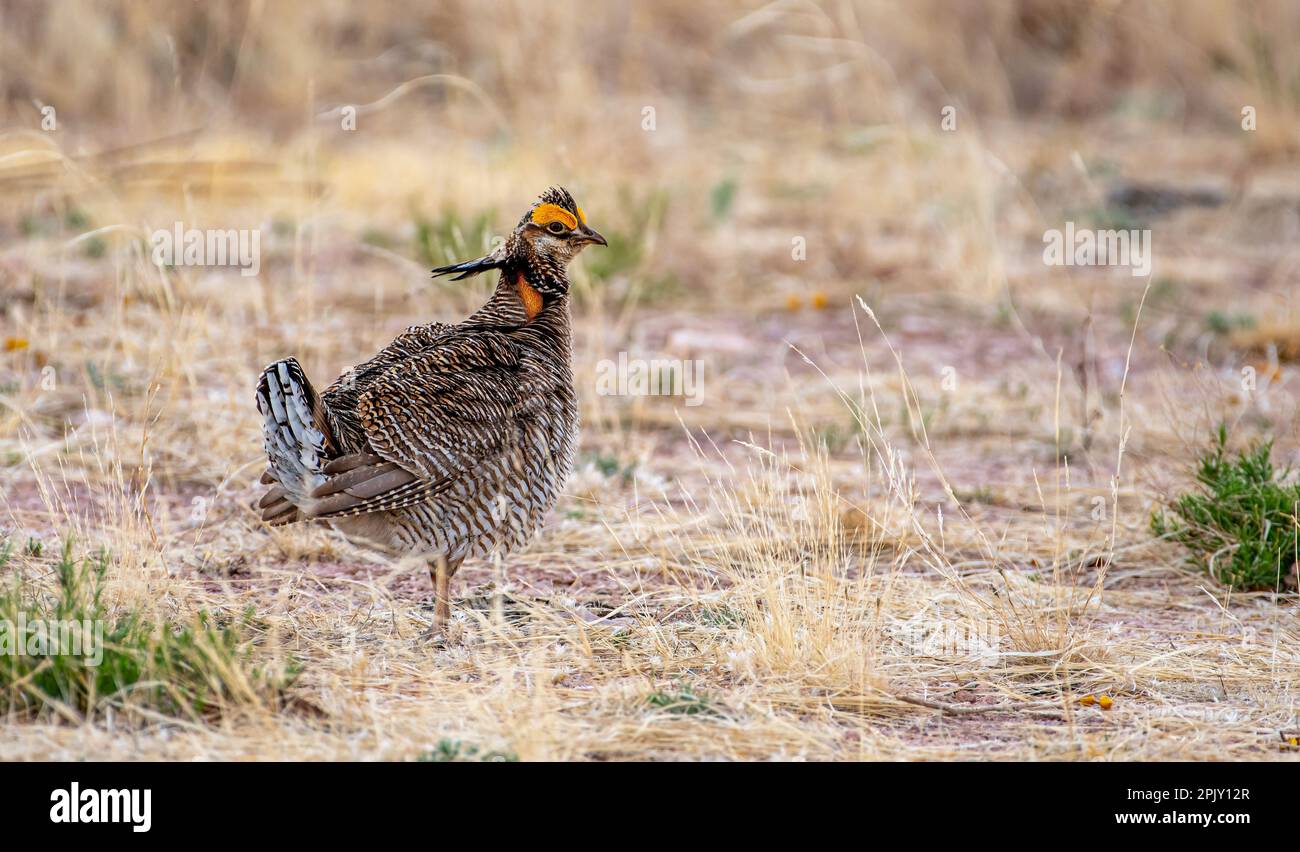 An endangered male Lesser Prairie-Chicken on a spring booming grounds ...