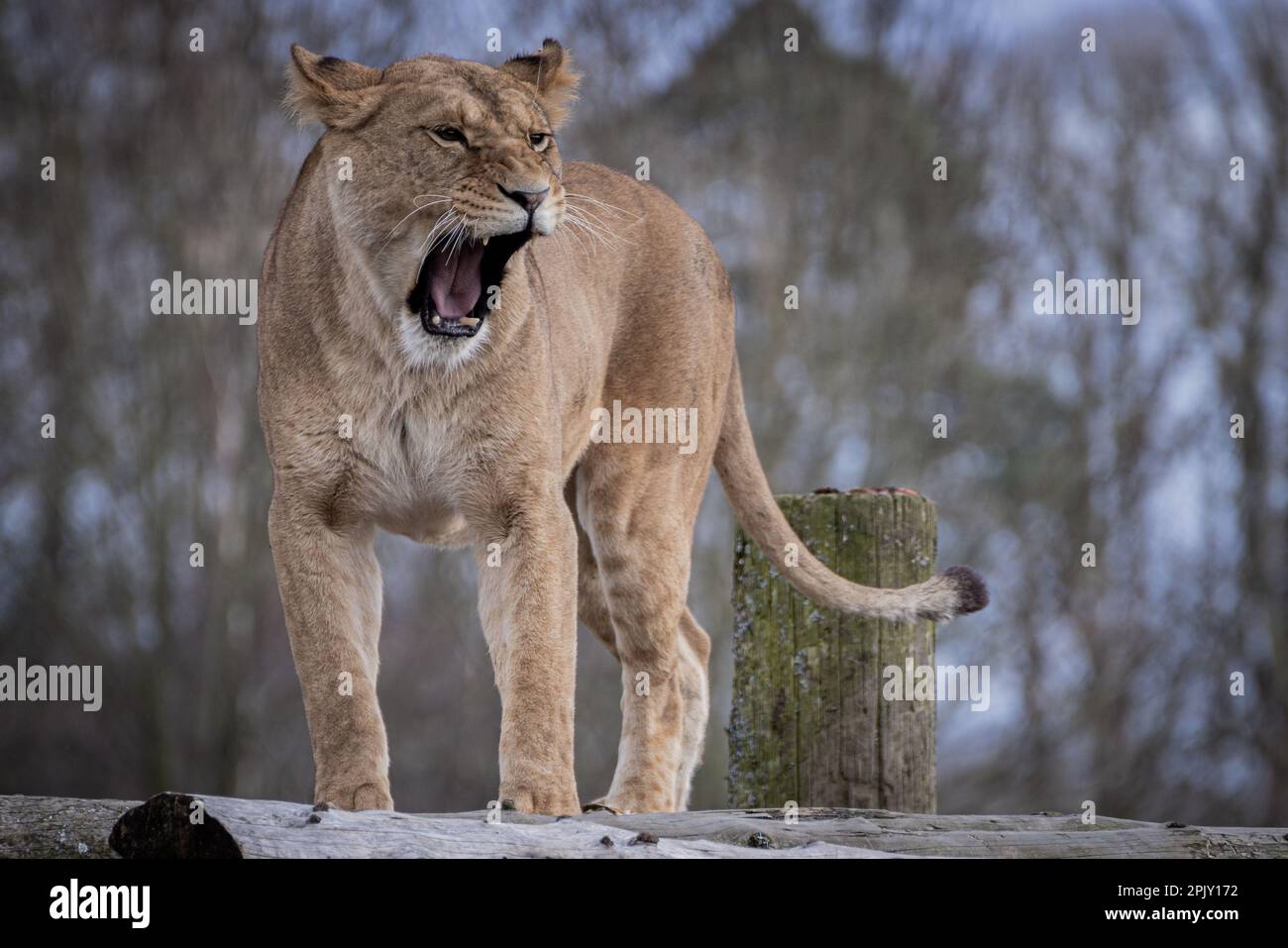 Lion at the Safari Park Stock Photo - Alamy