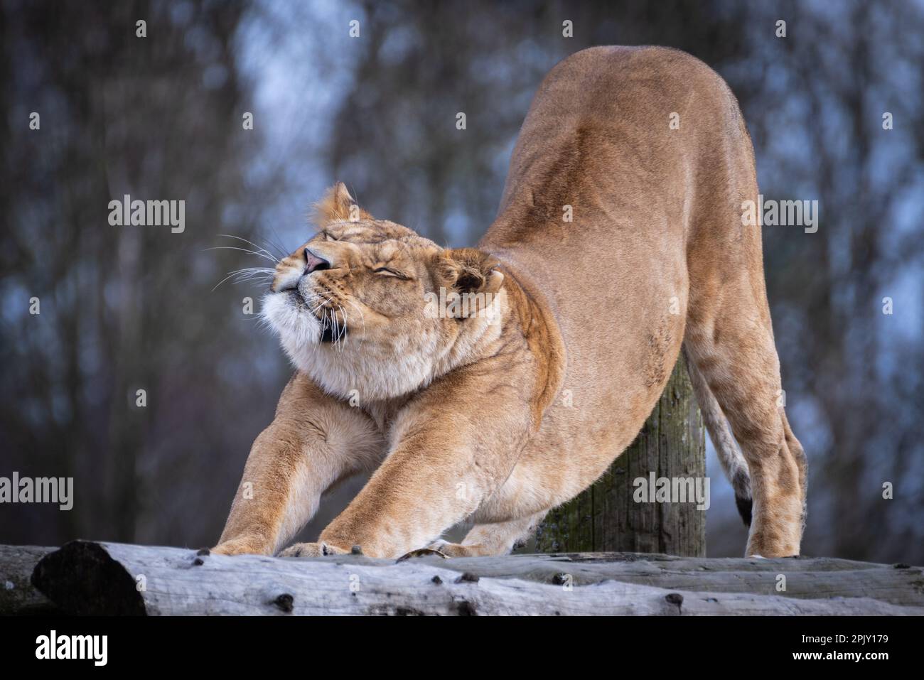Lion at the Safari Park Stock Photo - Alamy