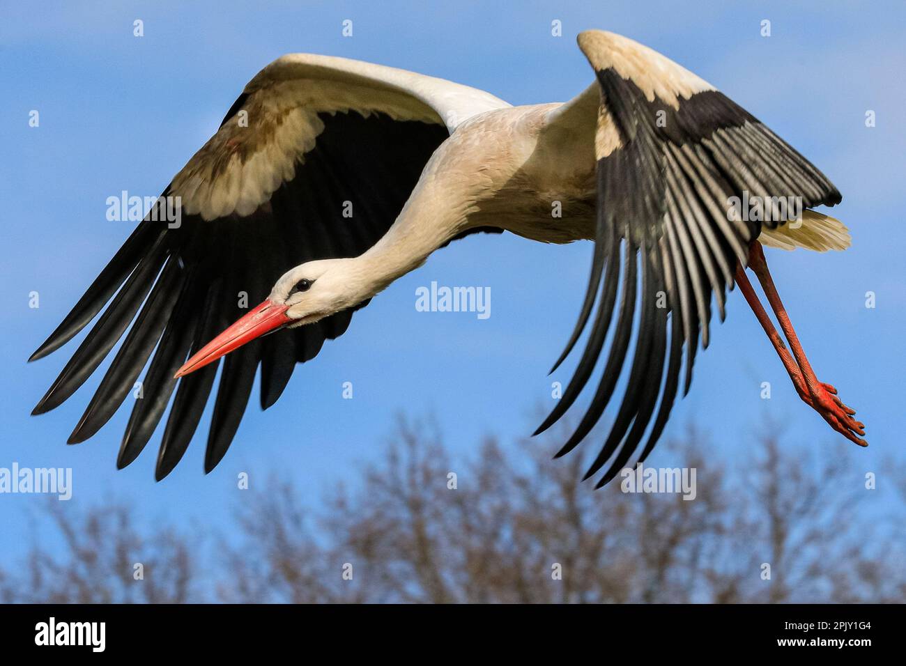 Duelmen, NRW, Germany. 04th Apr, 2023. An adult white stork (Ciconia ...