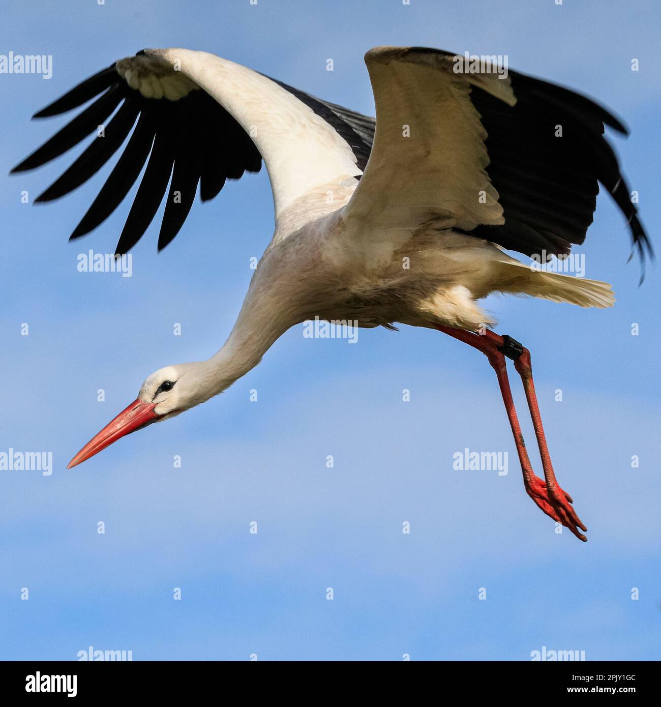 Duelmen, NRW, Germany. 04th Apr, 2023. An adult white stork (Ciconia ...