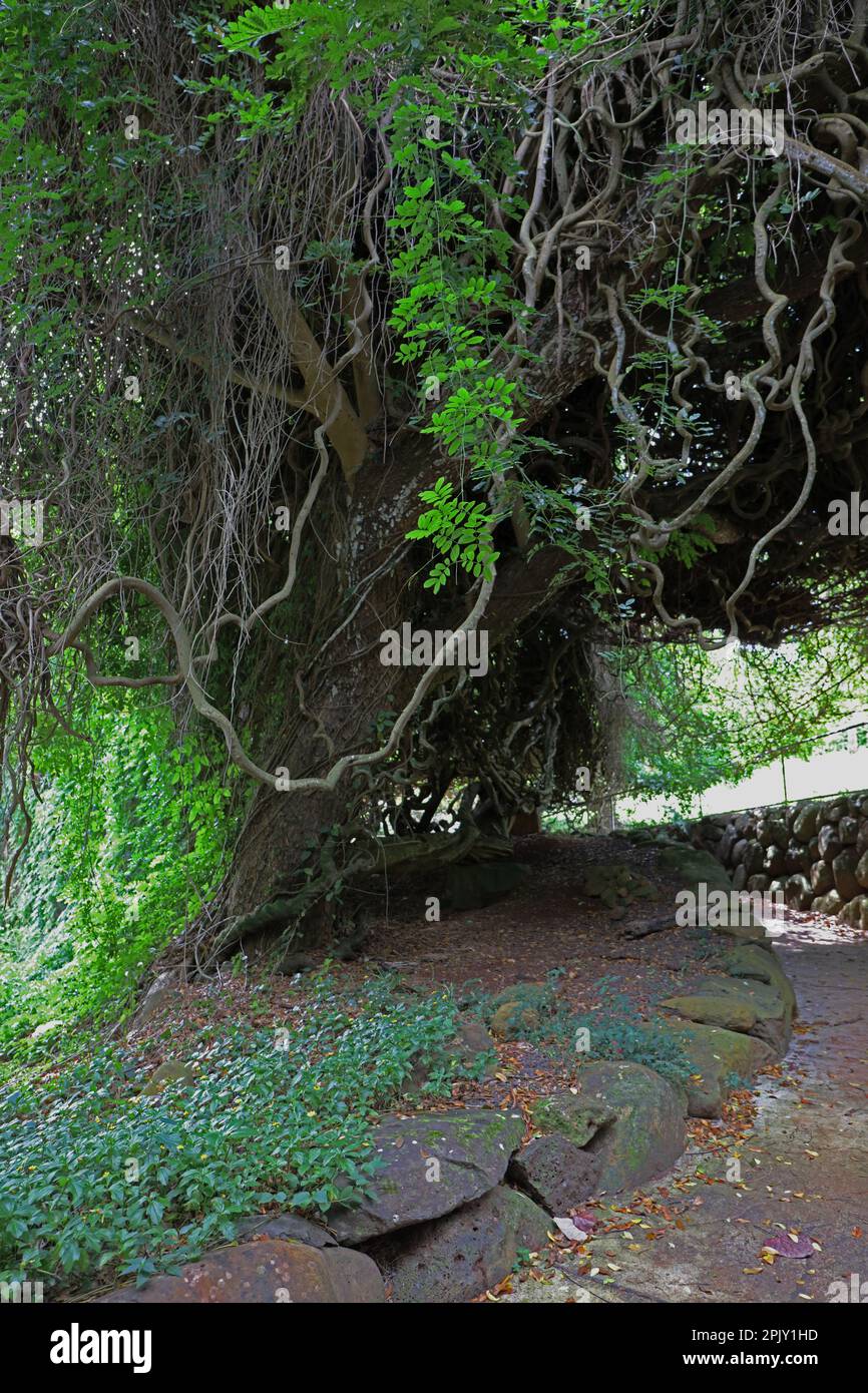 An immense Woody Liana Vine sprawling over a Monkeypod tree, creating a ...