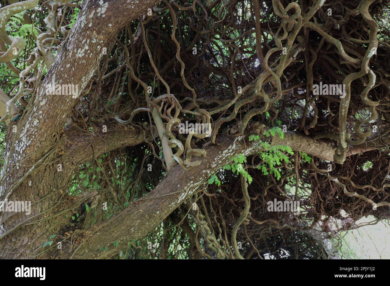 An immense Woody Liana Vine sprawling over a Monkeypod tree in the ...