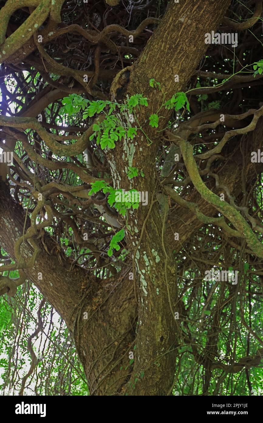 An immense Woody Liana Vine sprawling over a Monkeypod tree in the ...