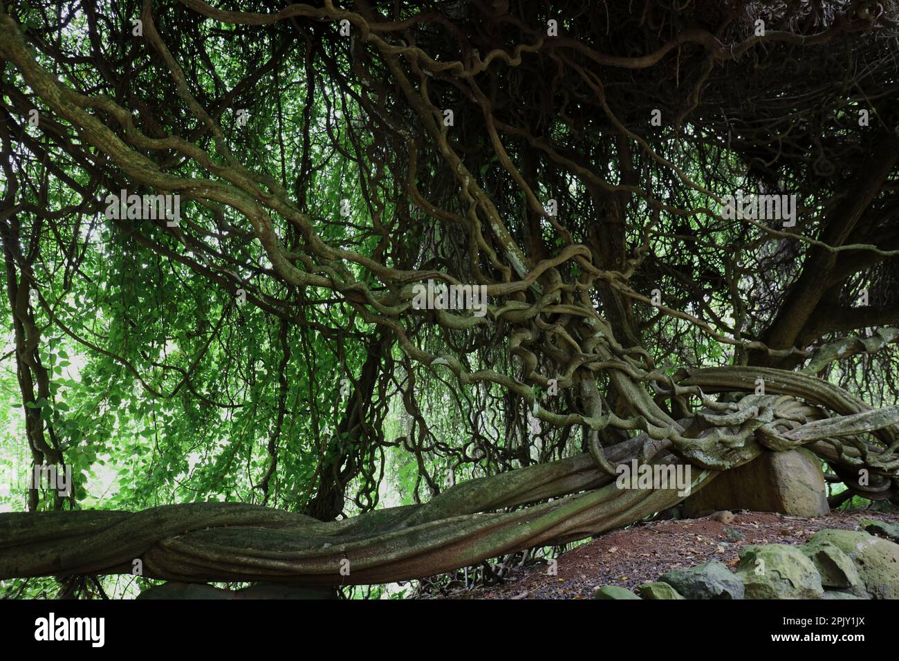 An immense Woody Liana Vine sprawling over Monkeypod trees in the ...