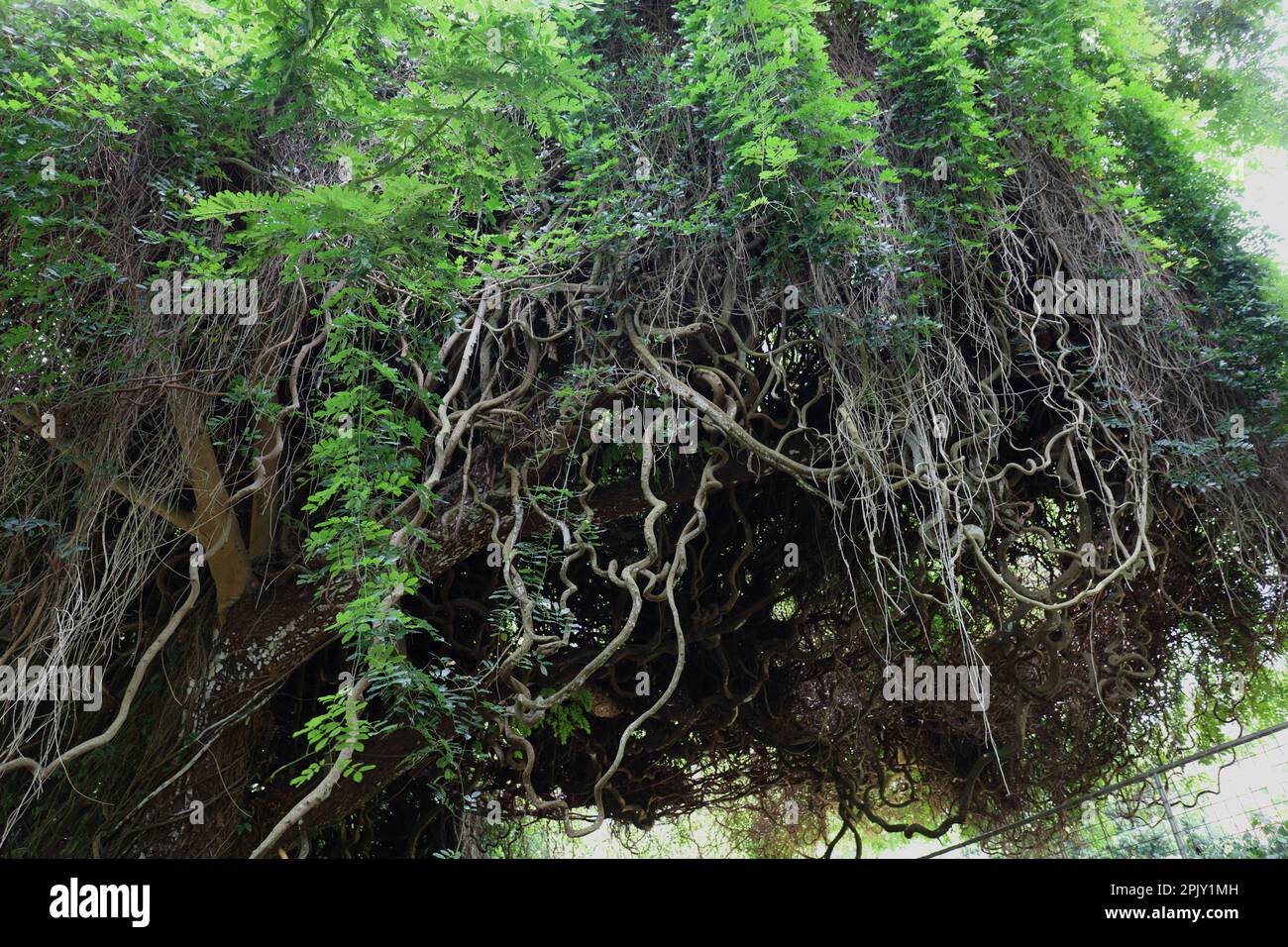 An immense Woody Liana Vine sprawling over a Monkeypod tree in the ...