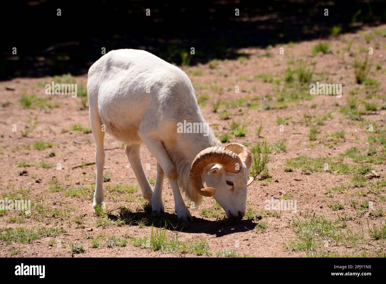 Dall ram mountain sheep feeding in mountain meadow Stock Photo - Alamy