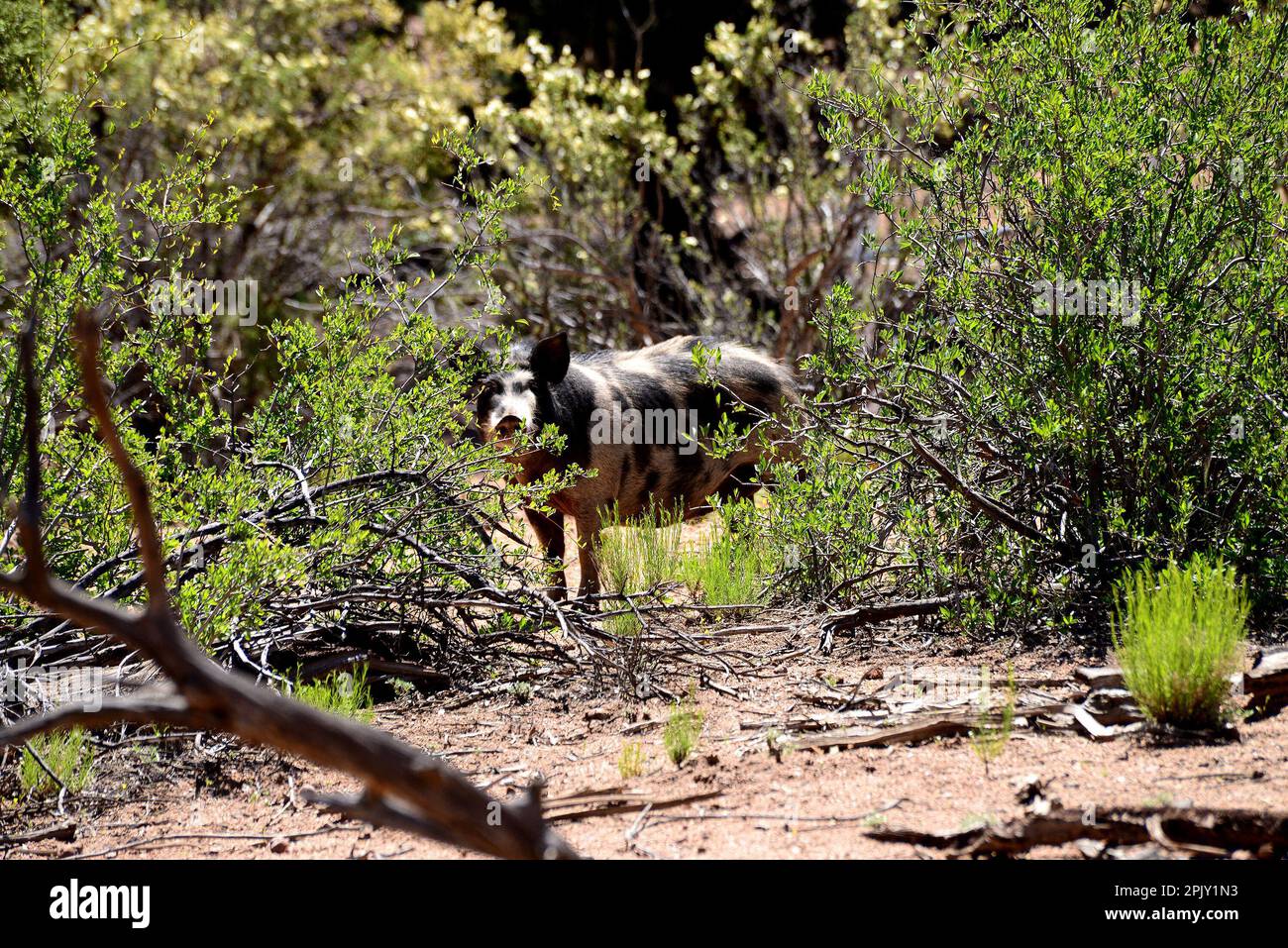 Wild feral hog in the forest mountains Stock Photo - Alamy