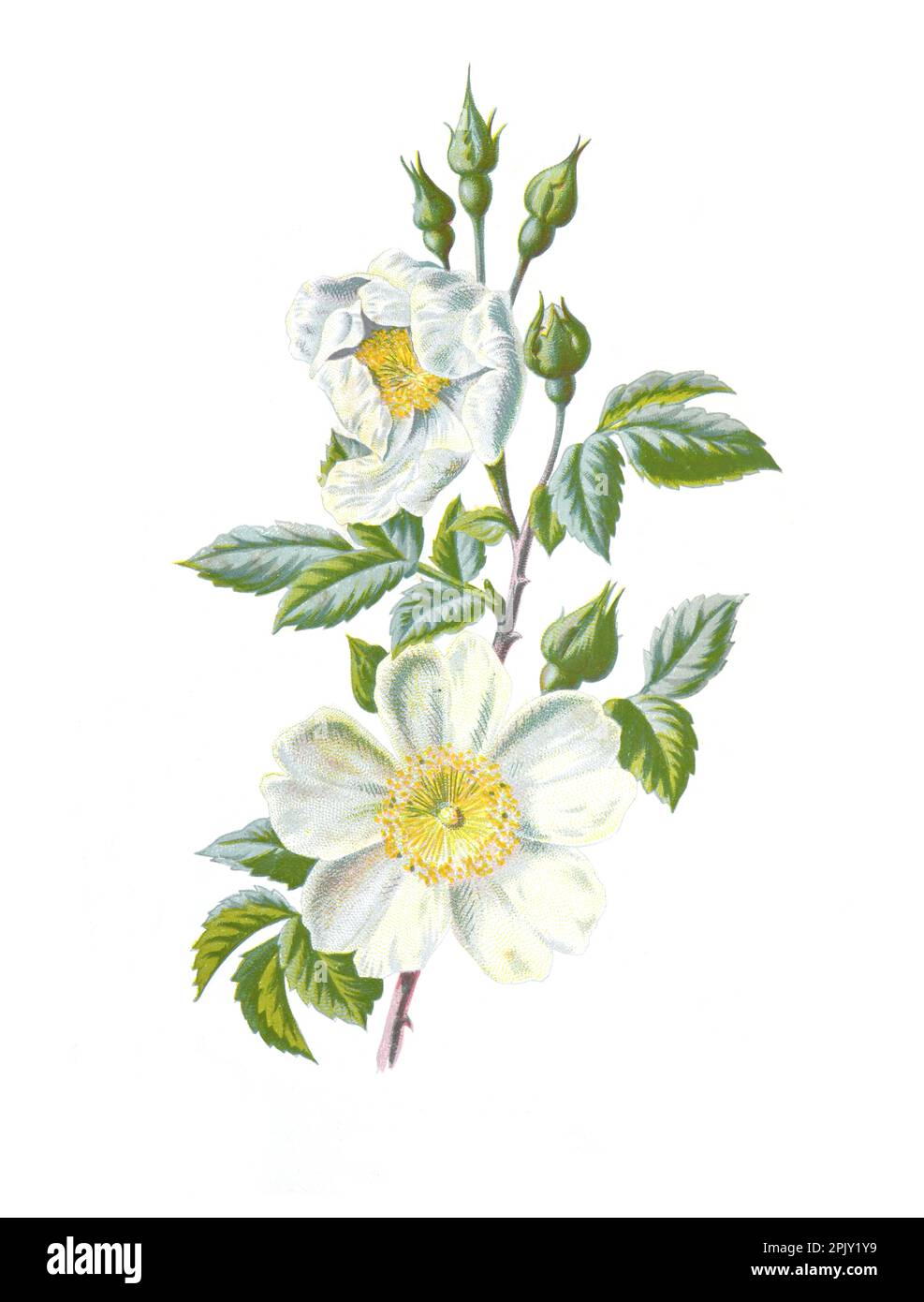 White field rose flower. Antique hand drawn flowers illustration ...