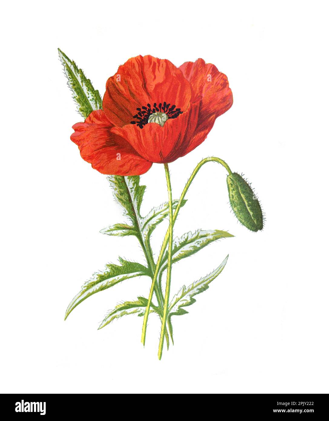 Red poppy flower. hand drawn illustration. (Papaveroideae) Antique hand ...