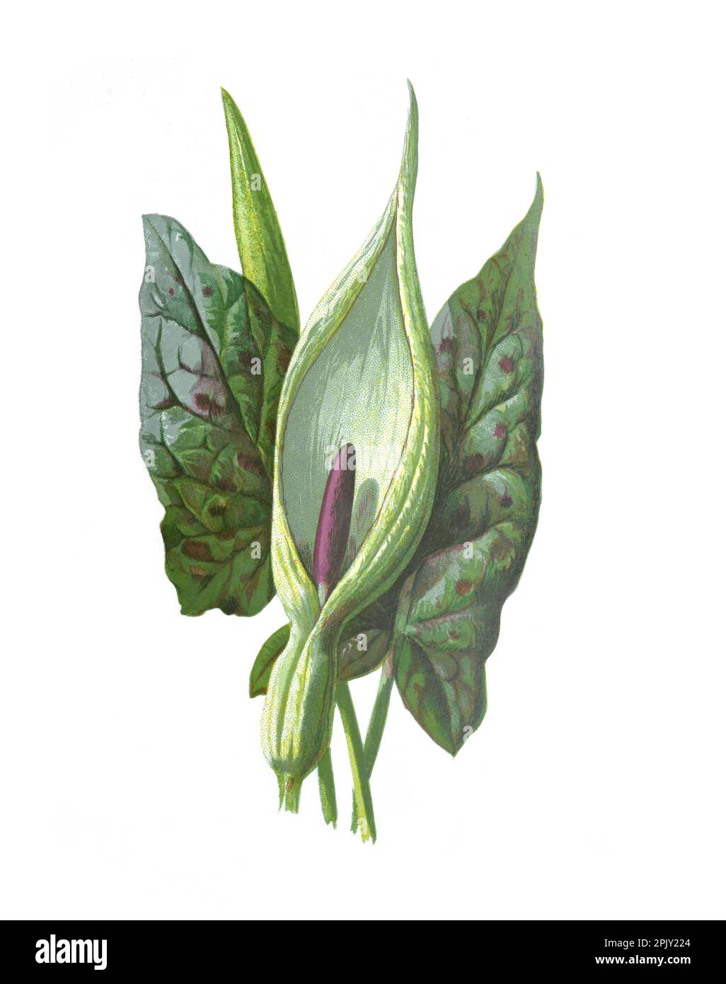 Arum flower. hand drawn illustration. (family of Araceae). Antique hand ...