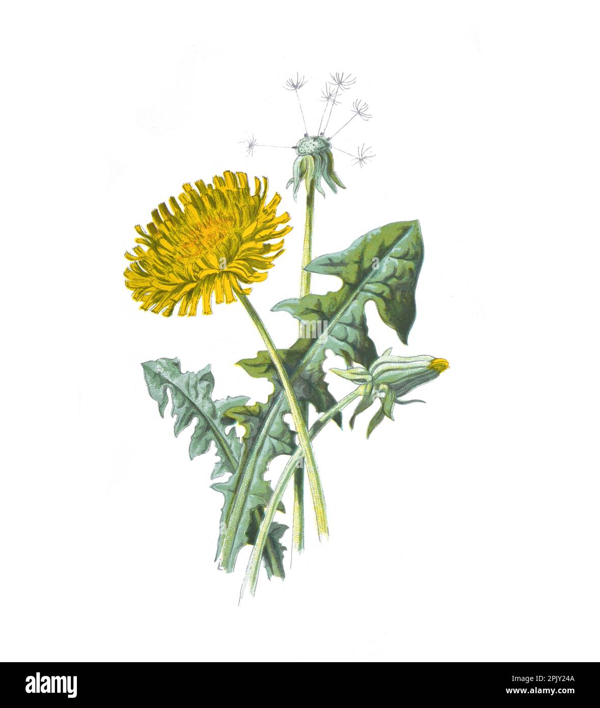 Dandelion flower. Antique hand drawn flowers illustration. (Taraxacum ...