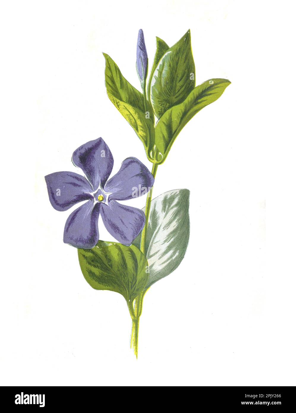 Catharanthus roseus flower. (Periwinkle or Vinca) hand drawn flowers ...