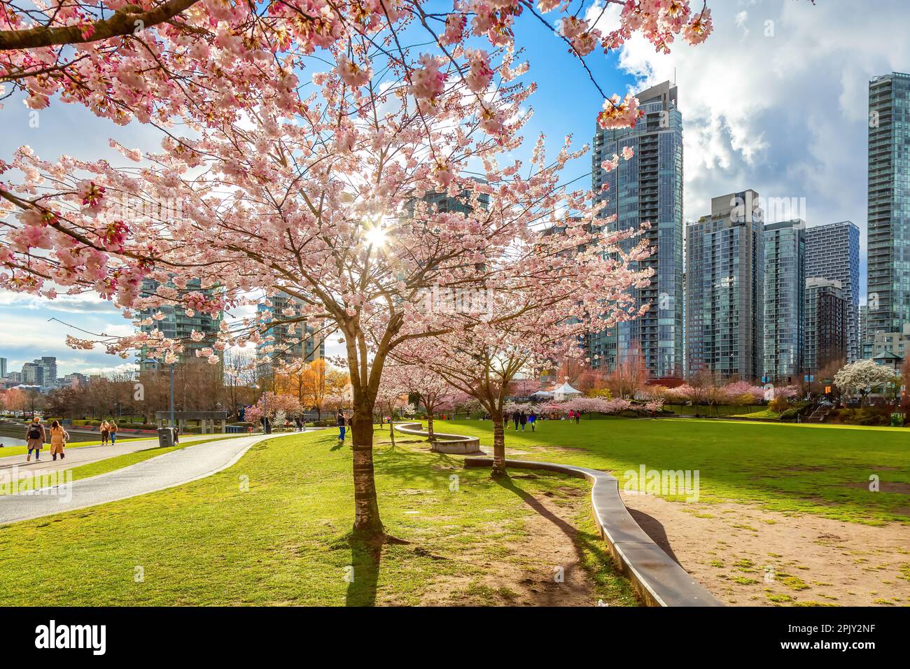 Cherry Blossom in Downtown Vancouver, British Columbia, Canada Stock ...