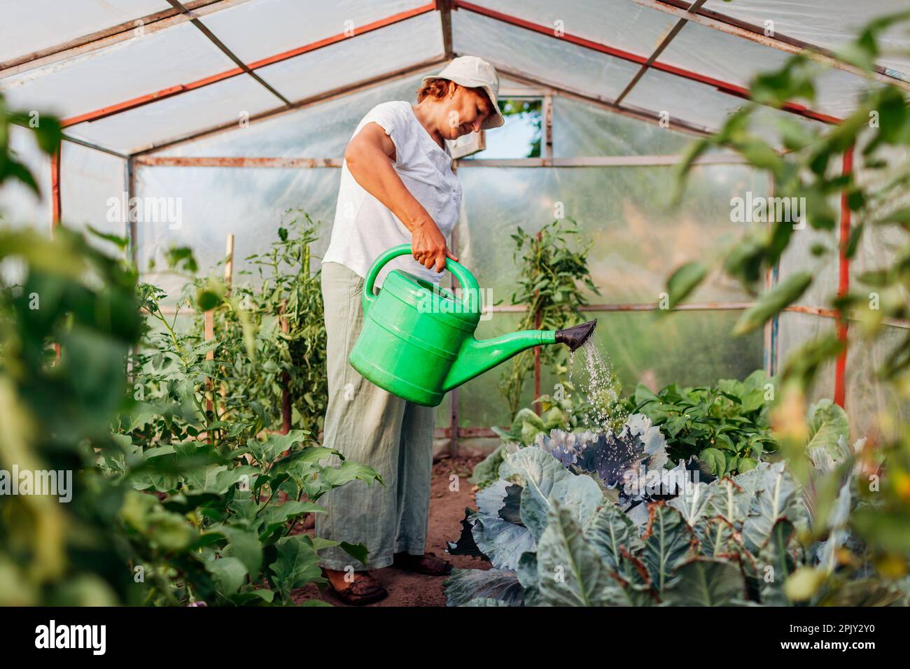 Woman watering cabbage using hi-res stock photography and images - Alamy